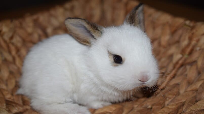 Cómo se Reproducen los Conejos - Información Sobre la Reproducción de ...