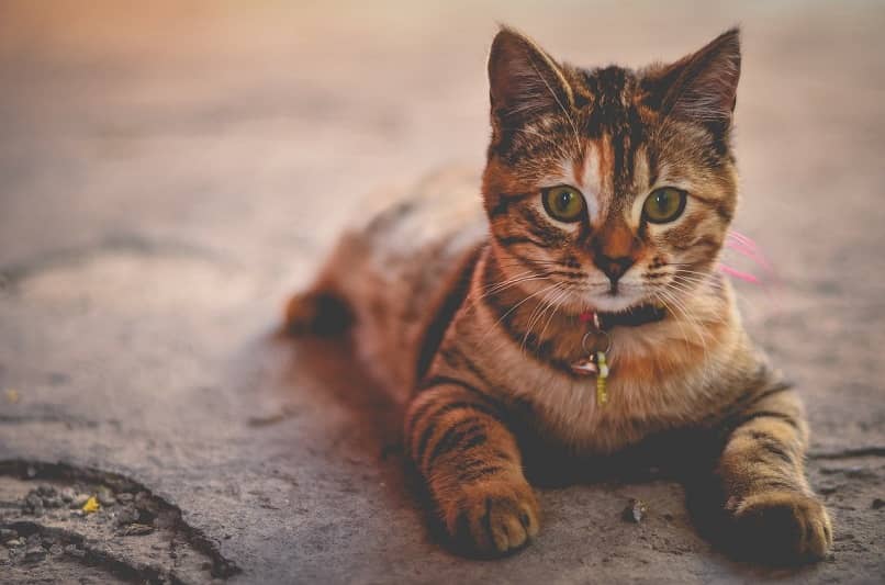 Sangre en las Heces de mi Gato - ¿Qué Hago si mi Gato Defeca con Sangre ...
