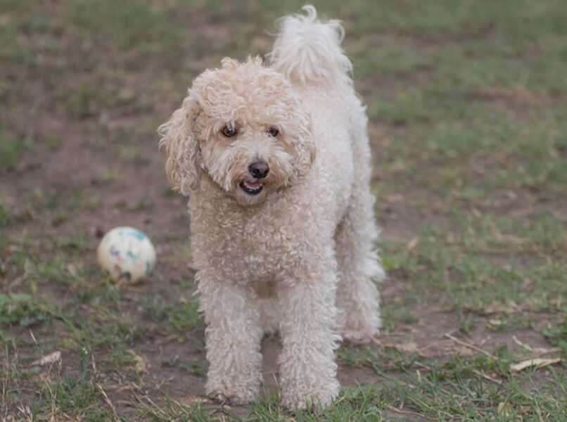 Cuánto debe Pesar un Perro Poodle - Guía Informativa para Perros ...