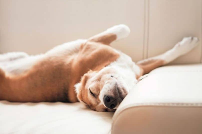 Cómo Interpretar Correctamente las Posturas de mi Perro - Expresión ...