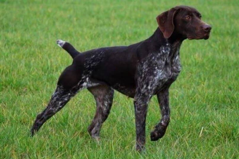 Perros de raza Braco Alemán: Características, Cuidados y Adiestramiento ...