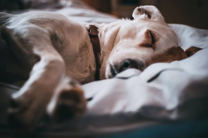 Extirpación de bazo en Perros - Cuidados, Riesgos y Esperanza de vida ...