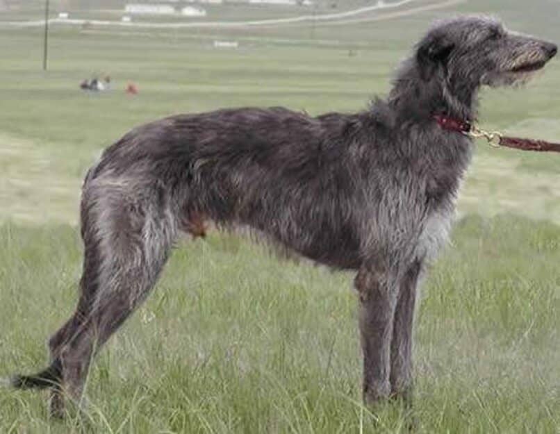 Perros raza Lebrel Escocés o Deerhound: Características, Carácter y ...