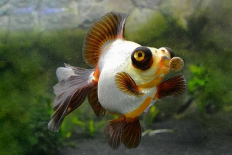 ¿Cuáles son las Características de los Peces 'Goldfish'? - Detalles ...